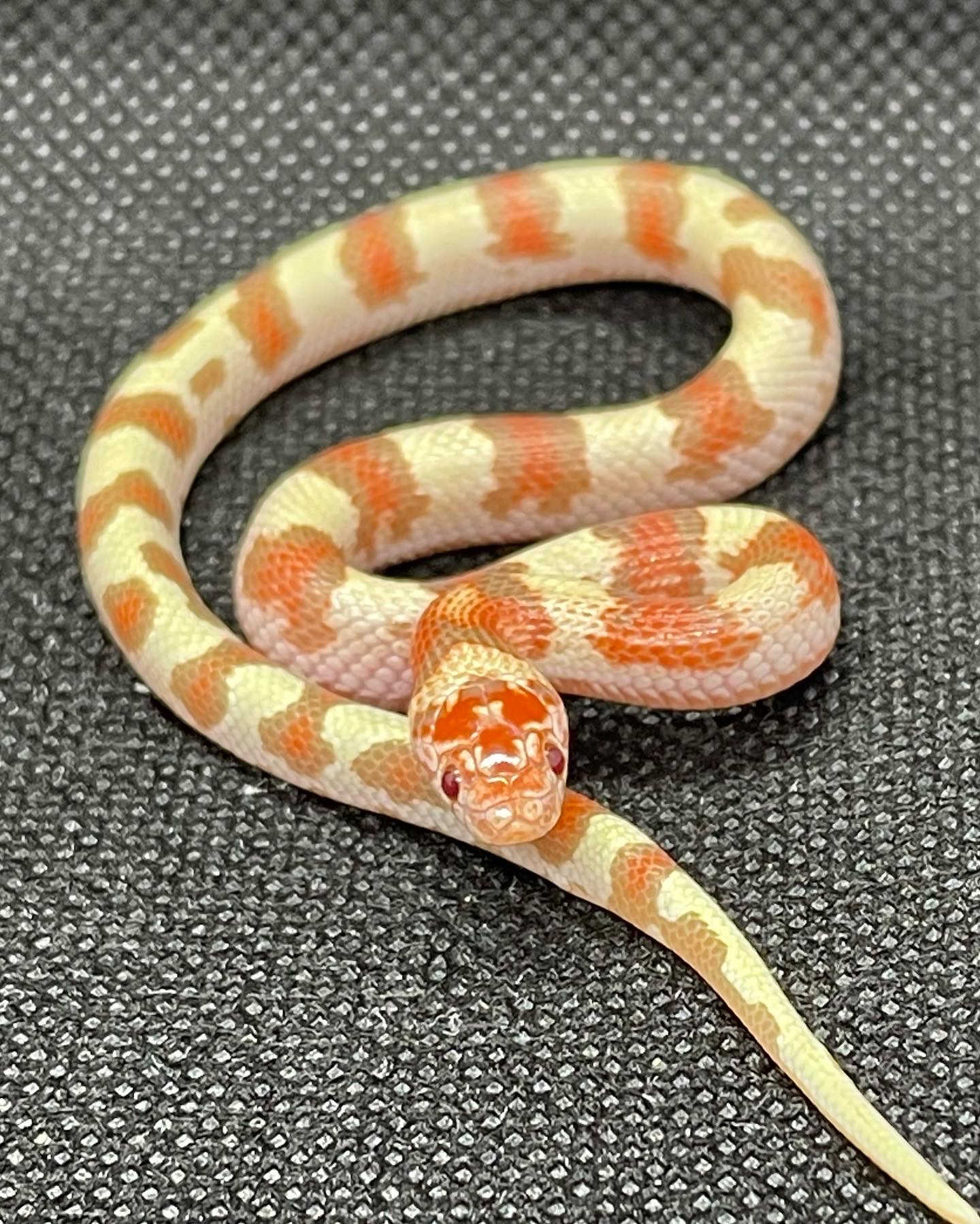 PT-Snakes - temporalis